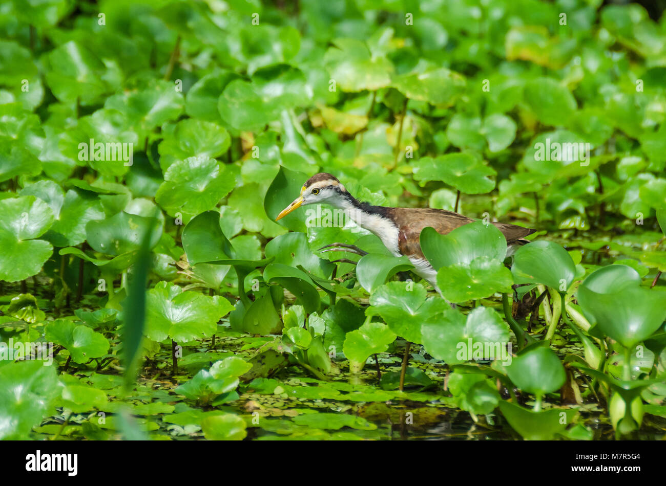 Juvenile wattled Jacana (Jacana Jacana) with its chestnut plumage ...