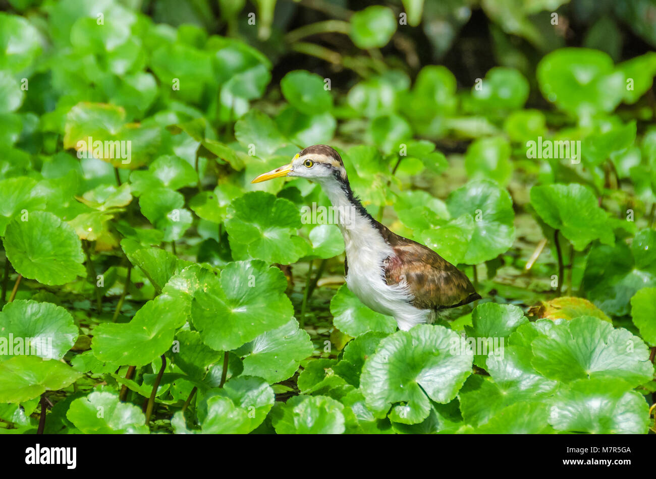 Juvenile wattled Jacana (Jacana Jacana) with its chestnut plumage ...