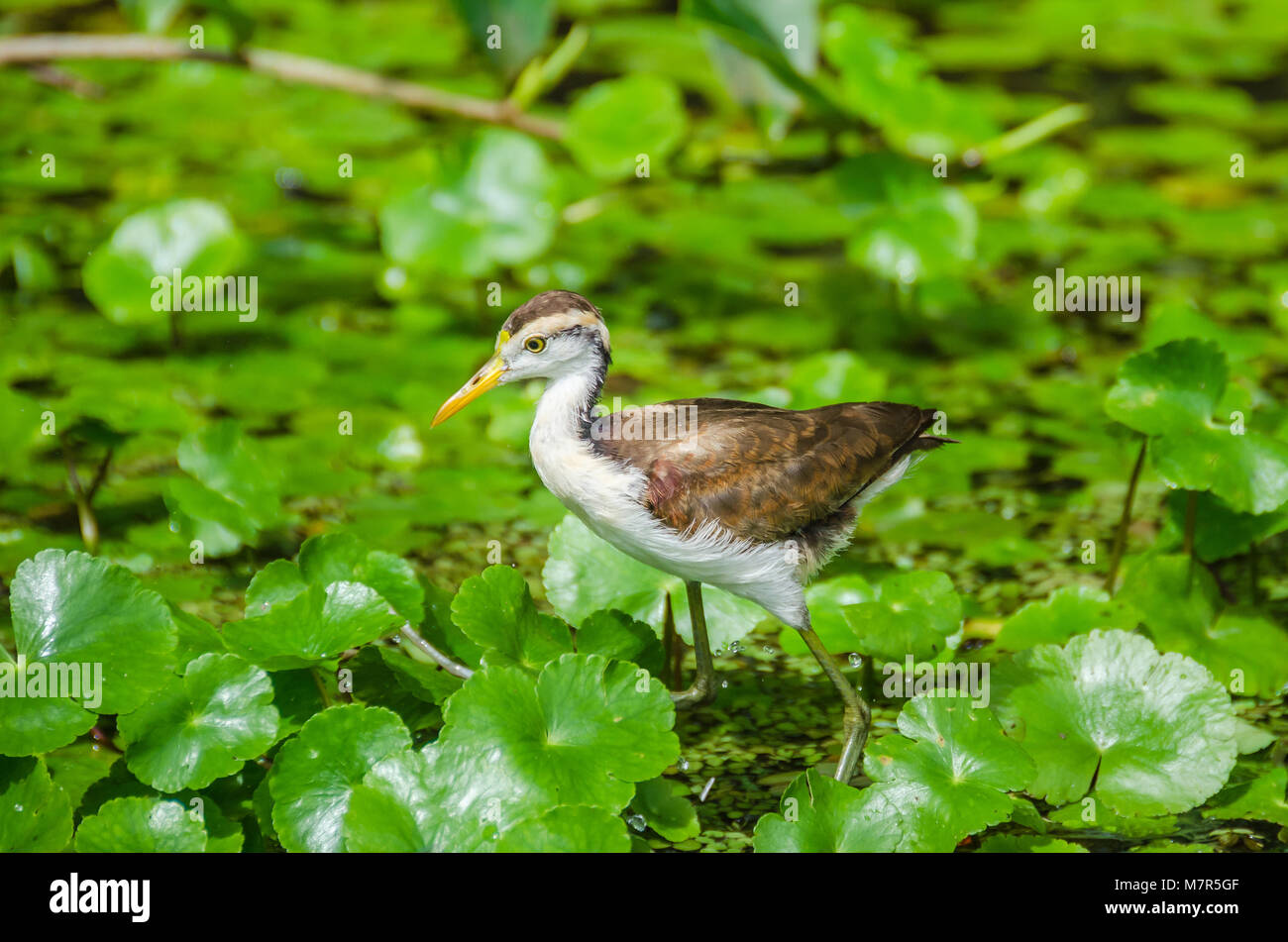 Juvenile wattled Jacana (Jacana Jacana) with its typical chestnut ...