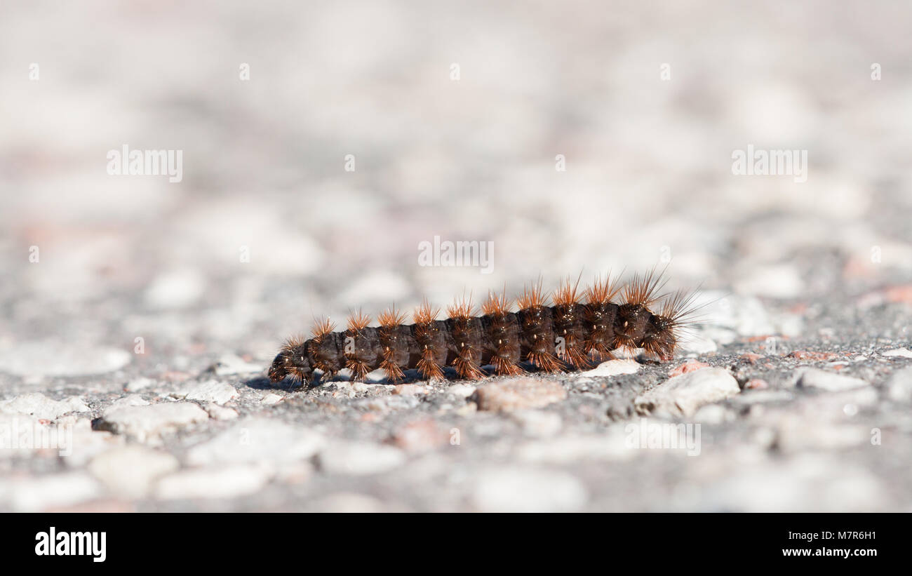 A closeup photo of a fox moth (Macrothylacia rubi Stock Photo - Alamy