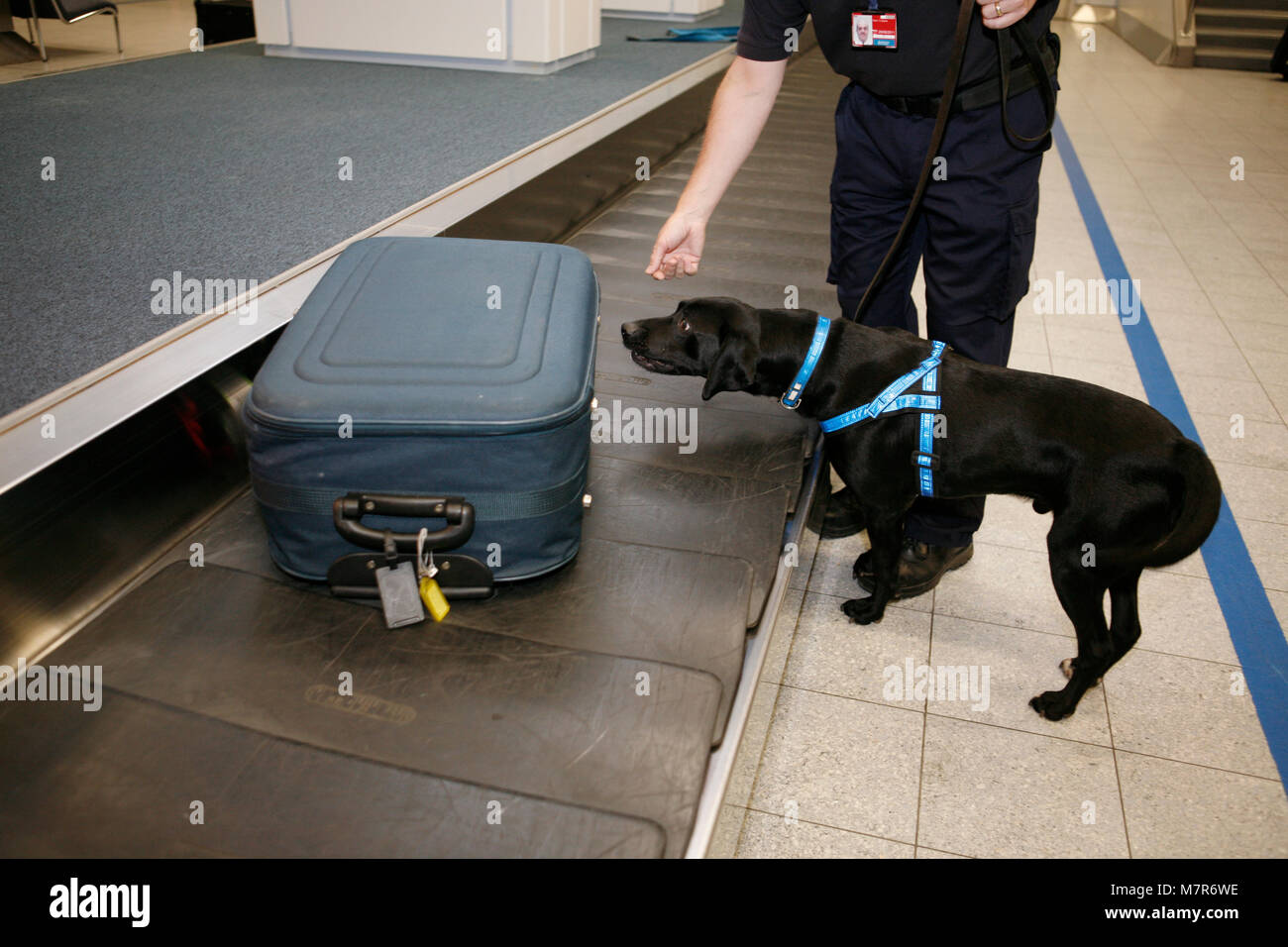 Sniffer dog airport uk hi-res stock photography and images - Alamy