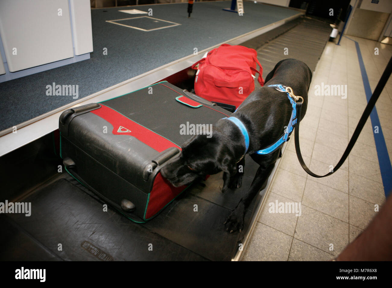Sniffer dogs looking for illlicit food products. HM UK Border Agency ...