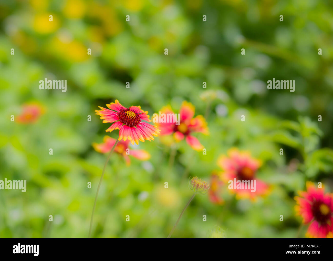 Native florida flowers hi-res stock photography and images - Alamy
