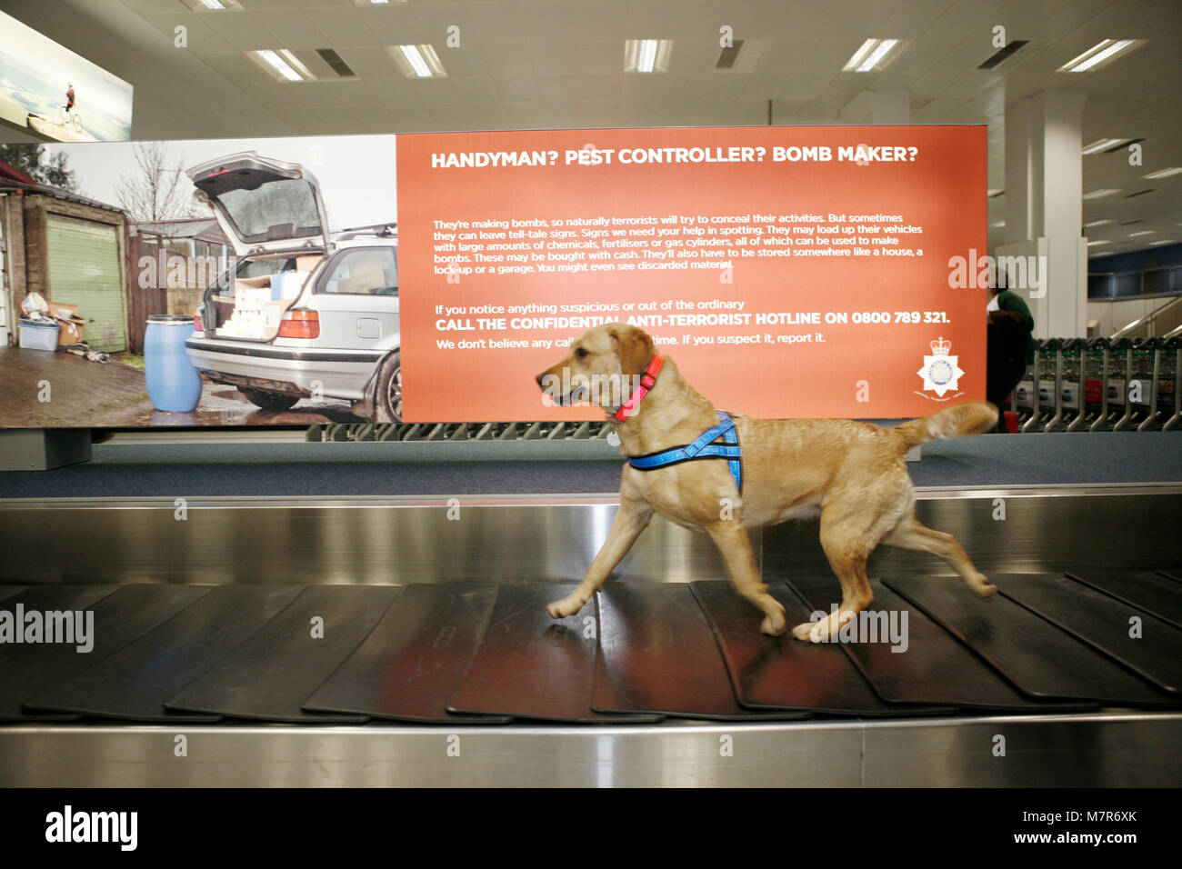 Sniffer dogs uk hi-res stock photography and images - Alamy