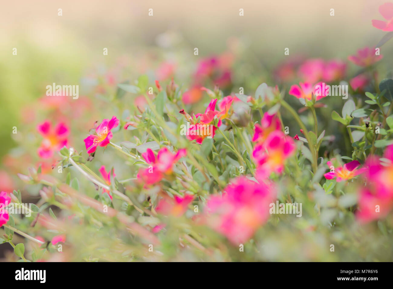 Native florida flowers hi-res stock photography and images - Alamy