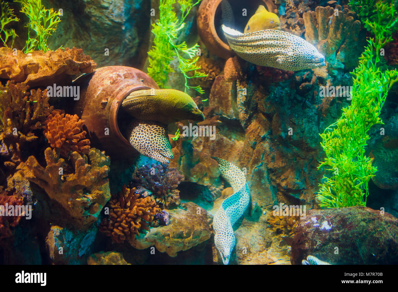 Moray Eel. Gymnothorax miliaris fish coral asia Stock Photo - Alamy