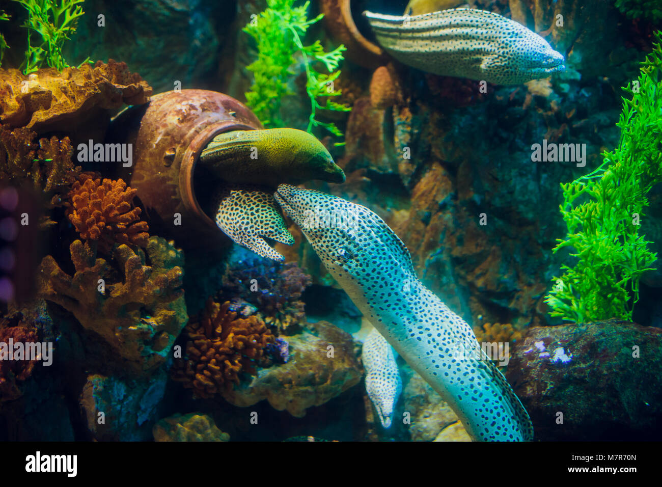 Moray Eel. Gymnothorax miliaris fish coral asia Stock Photo - Alamy
