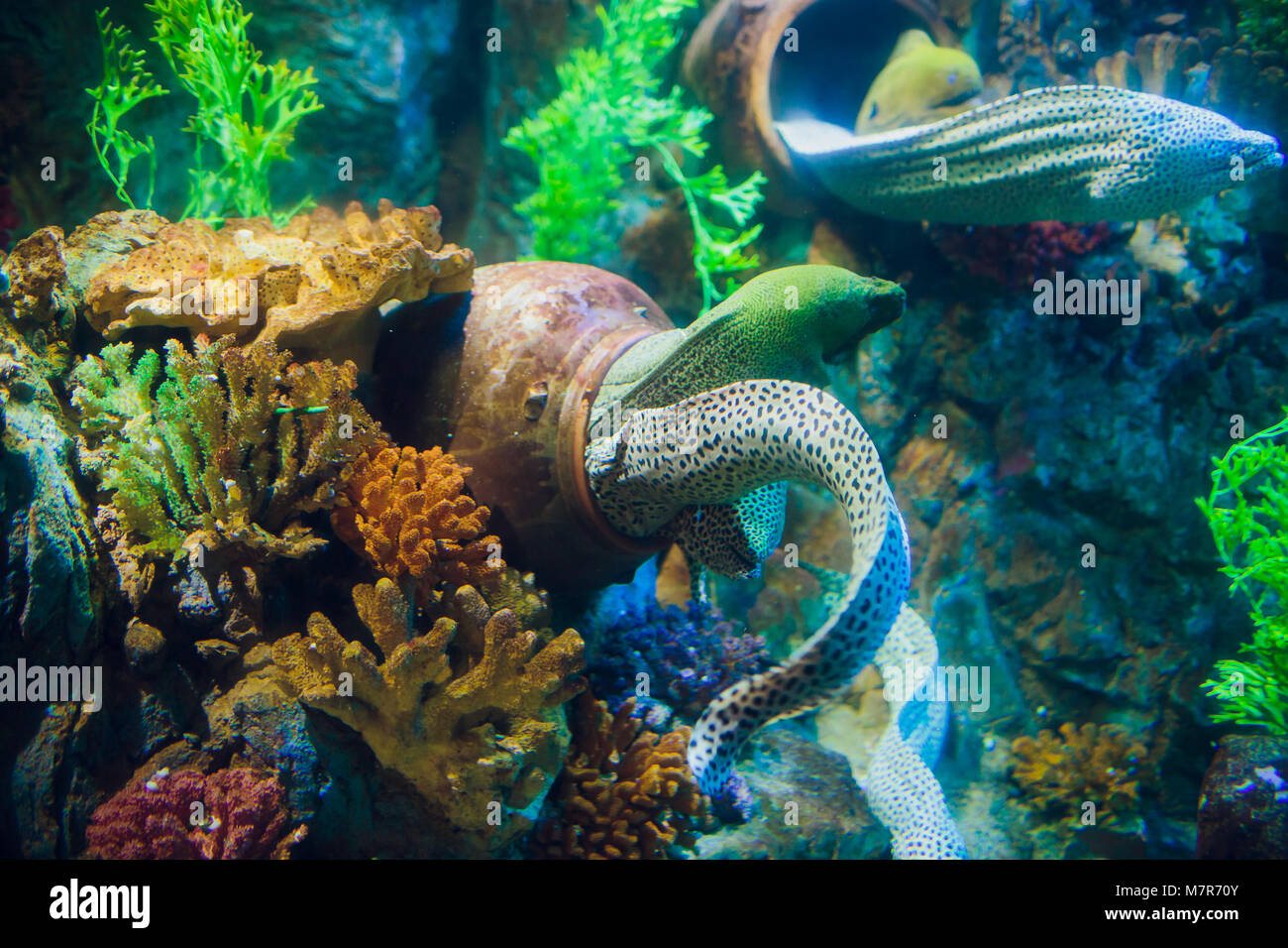 Moray Eel. Gymnothorax miliaris fish coral asia Stock Photo - Alamy