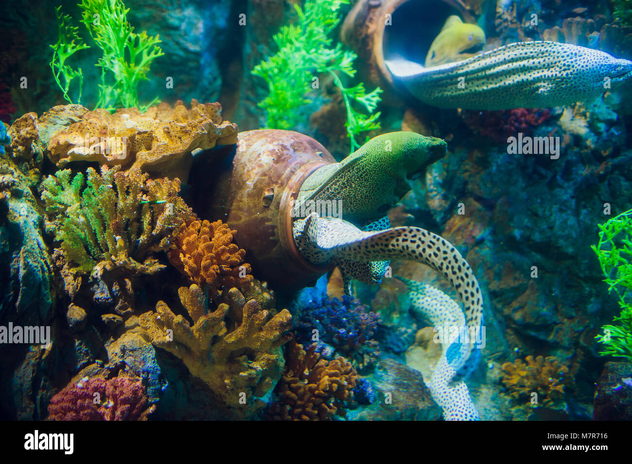 Moray Eel. Gymnothorax miliaris fish coral asia Stock Photo - Alamy