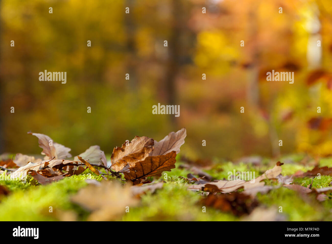 Eichenlaub hintergrund hi-res stock photography and images - Alamy