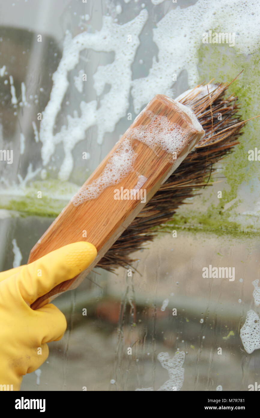 Cleaning a garden greenhouse, removing algae, moss and grime to let in ...