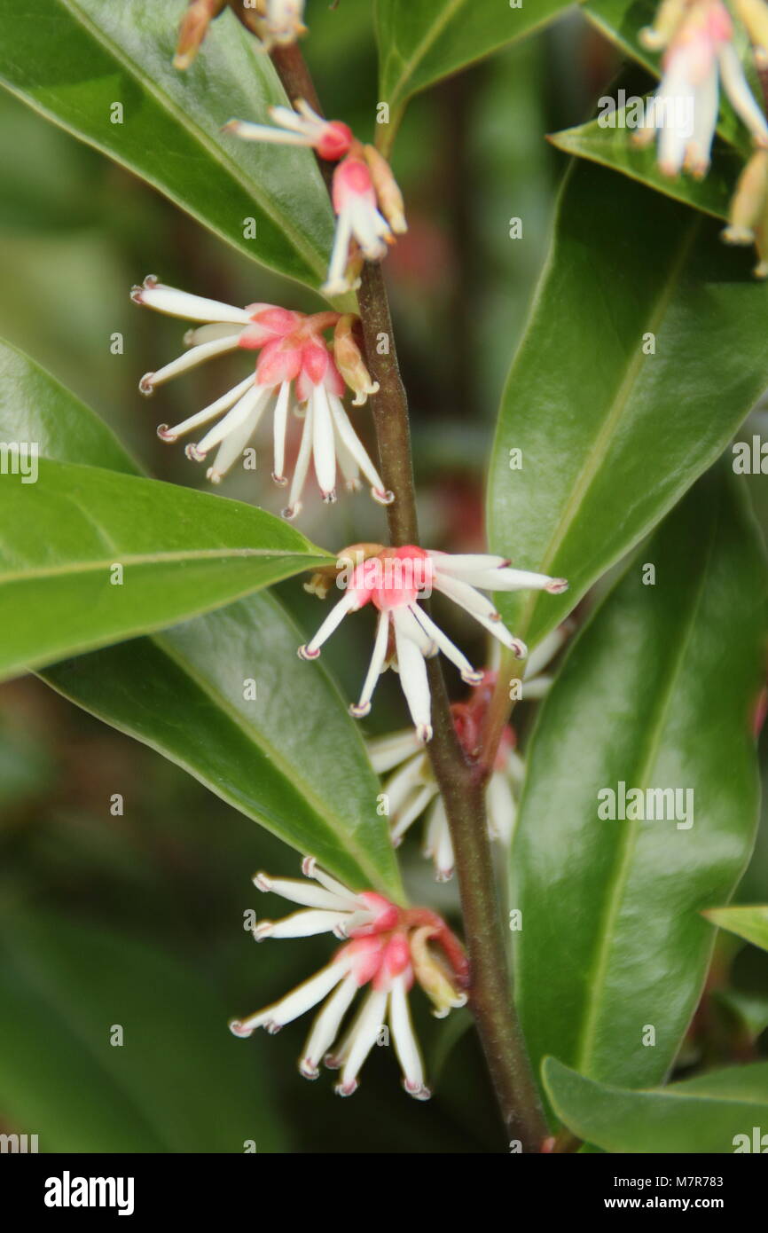 Sarcococca hookeriana var winter gem hi-res stock photography and ...