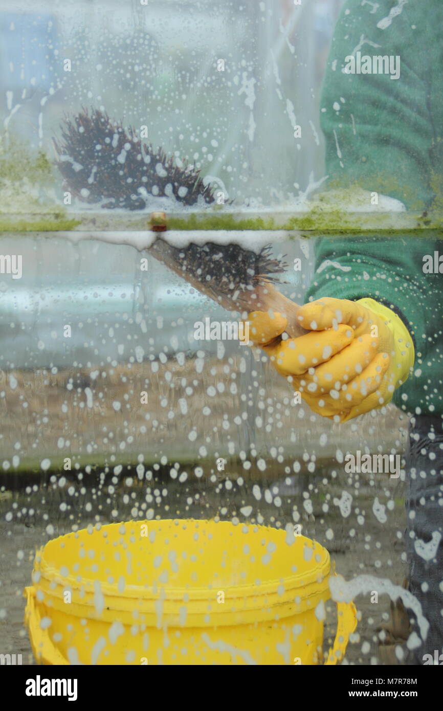 Cleaning a garden greenhouse, removing algae, moss and grime to let in ...