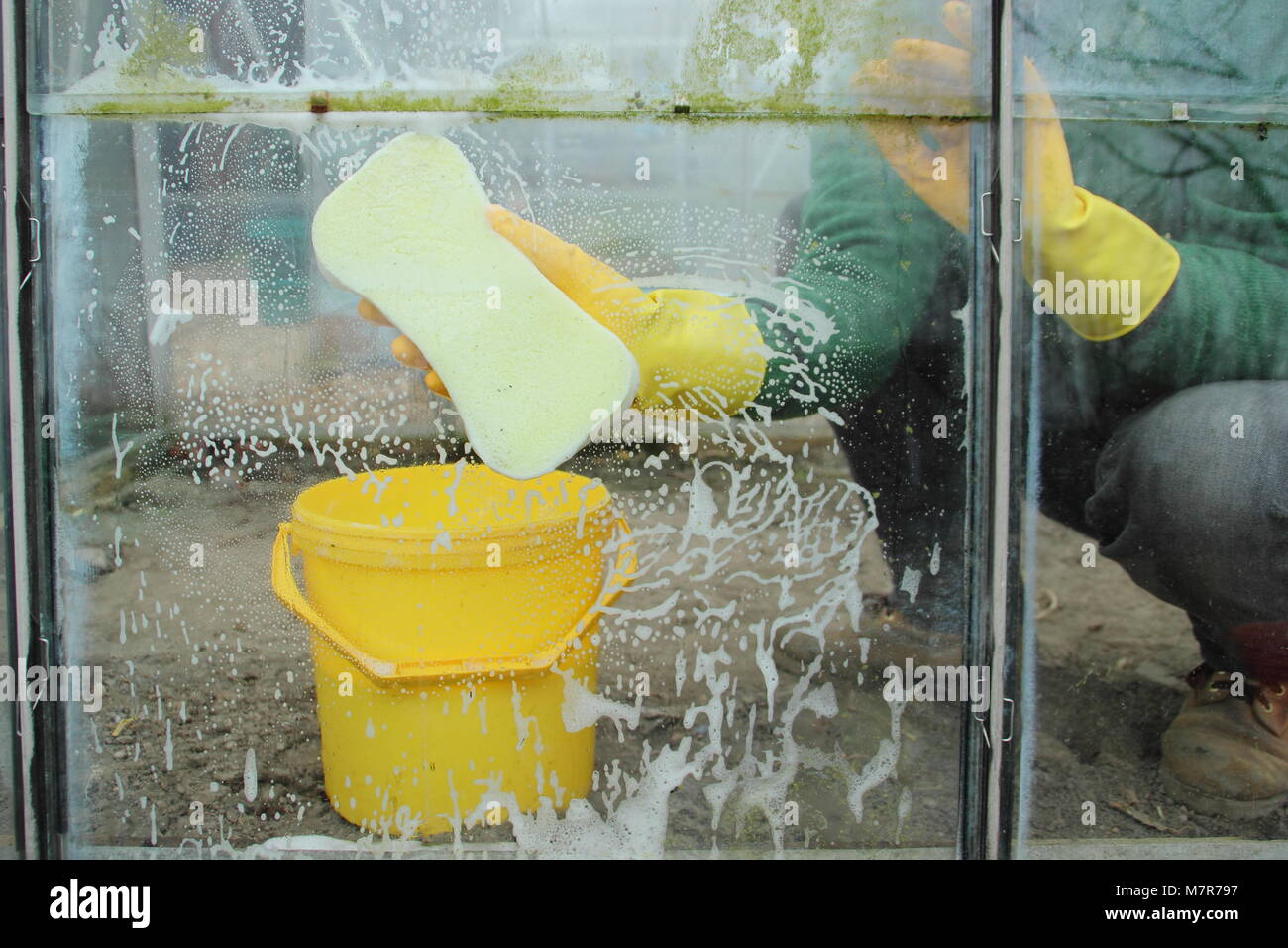 Cleaning a garden greenhouse, removing algae, moss and grime to let in ...