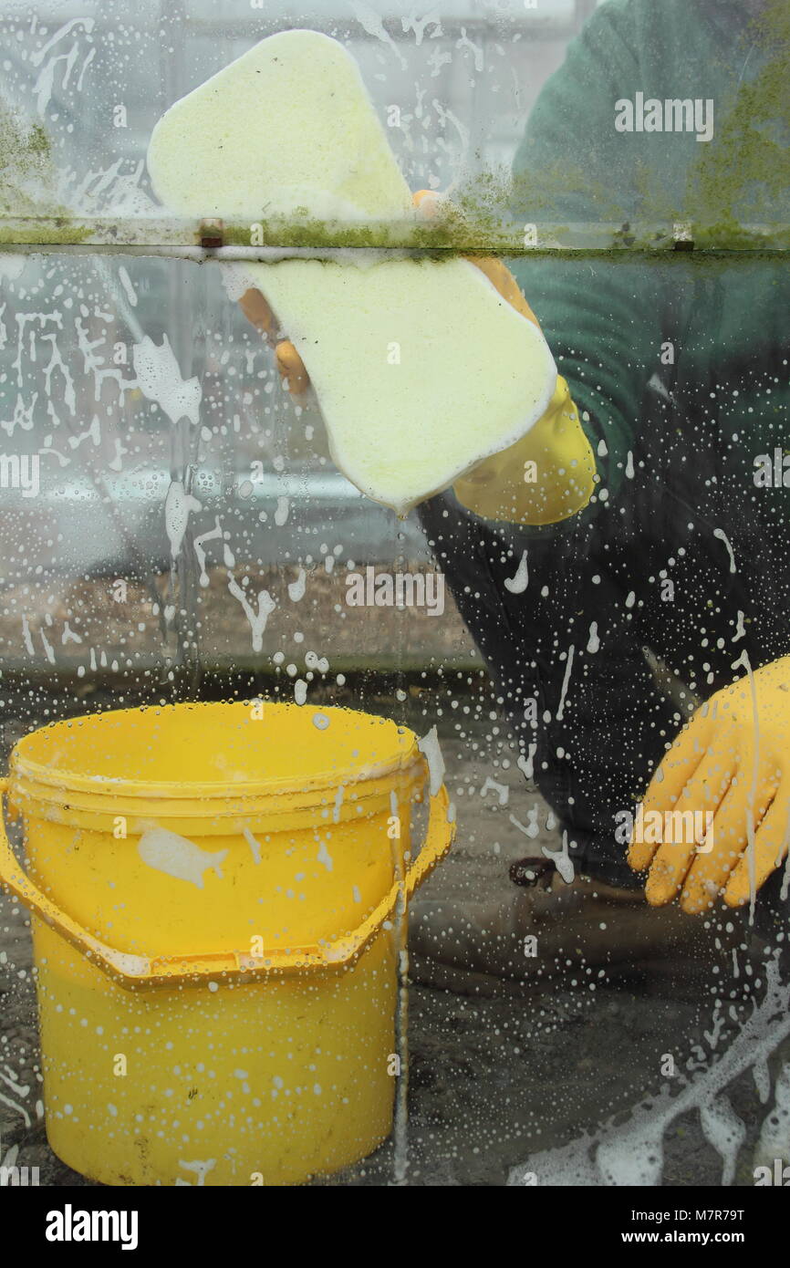 Cleaning a garden greenhouse, removing algae, moss and grime to let in ...