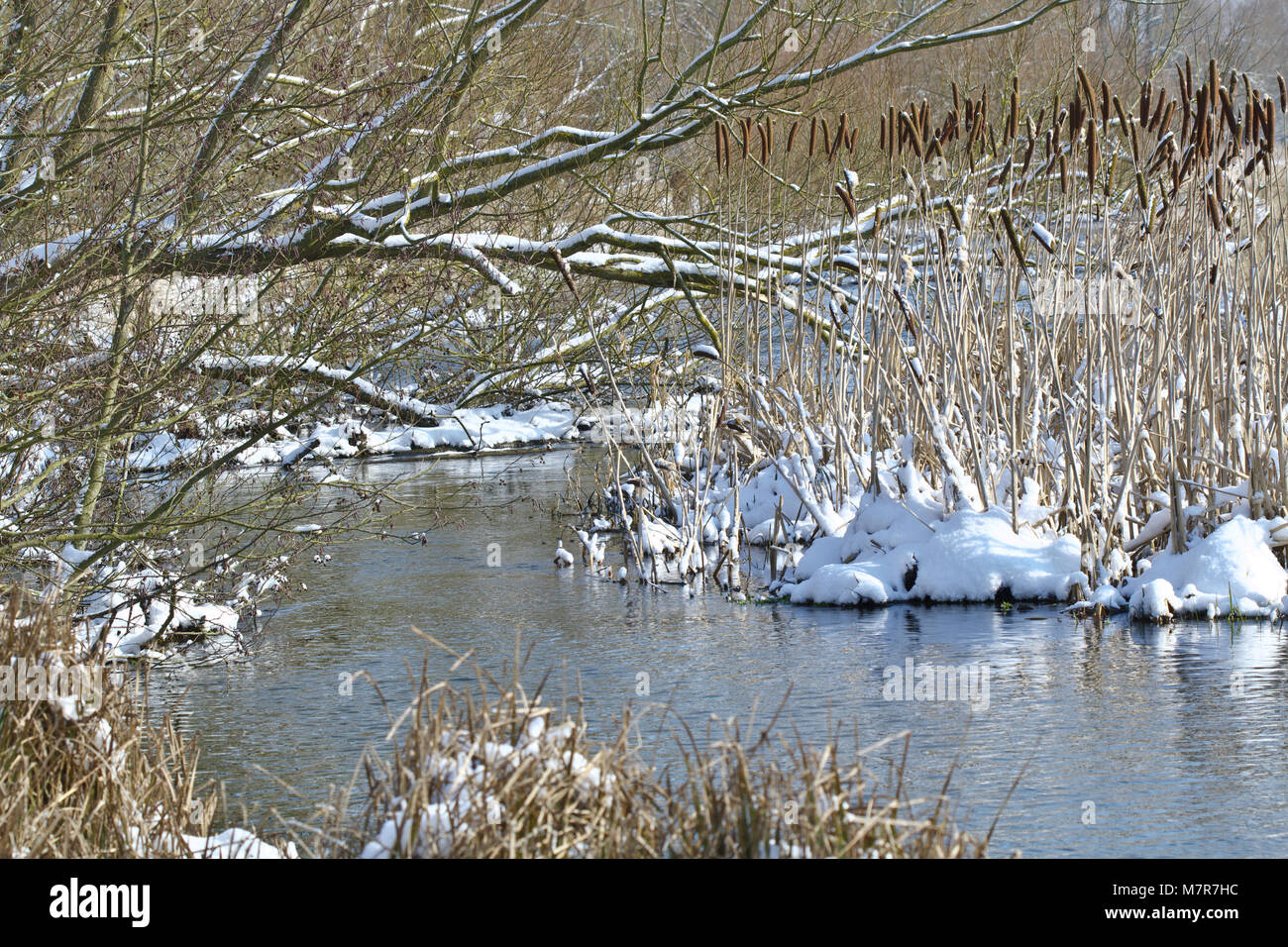 Norfolk crayfish hi-res stock photography and images - Alamy