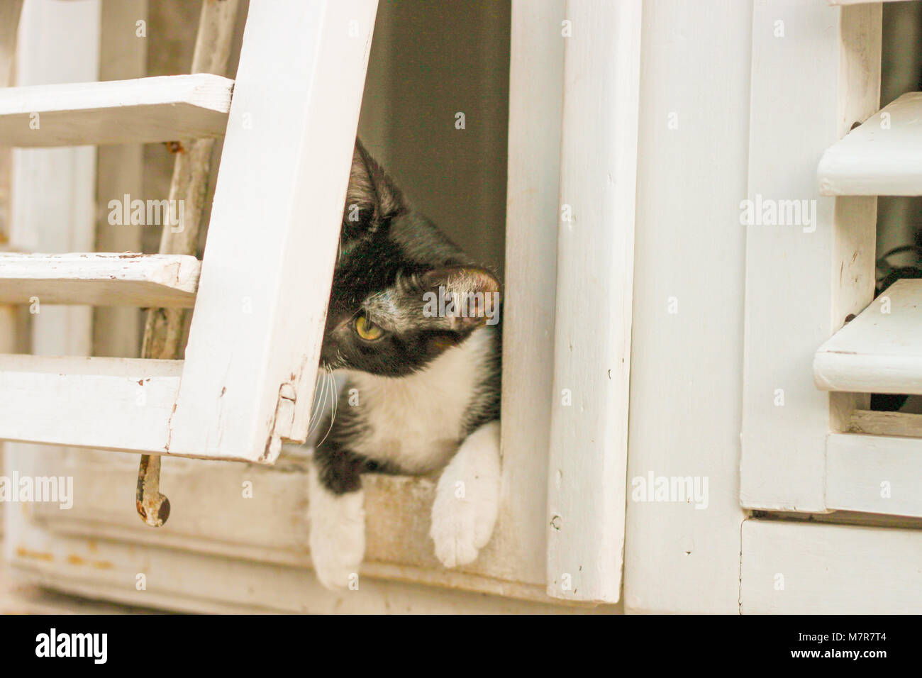 Cute little cat looking trough a window shutter Stock Photo - Alamy