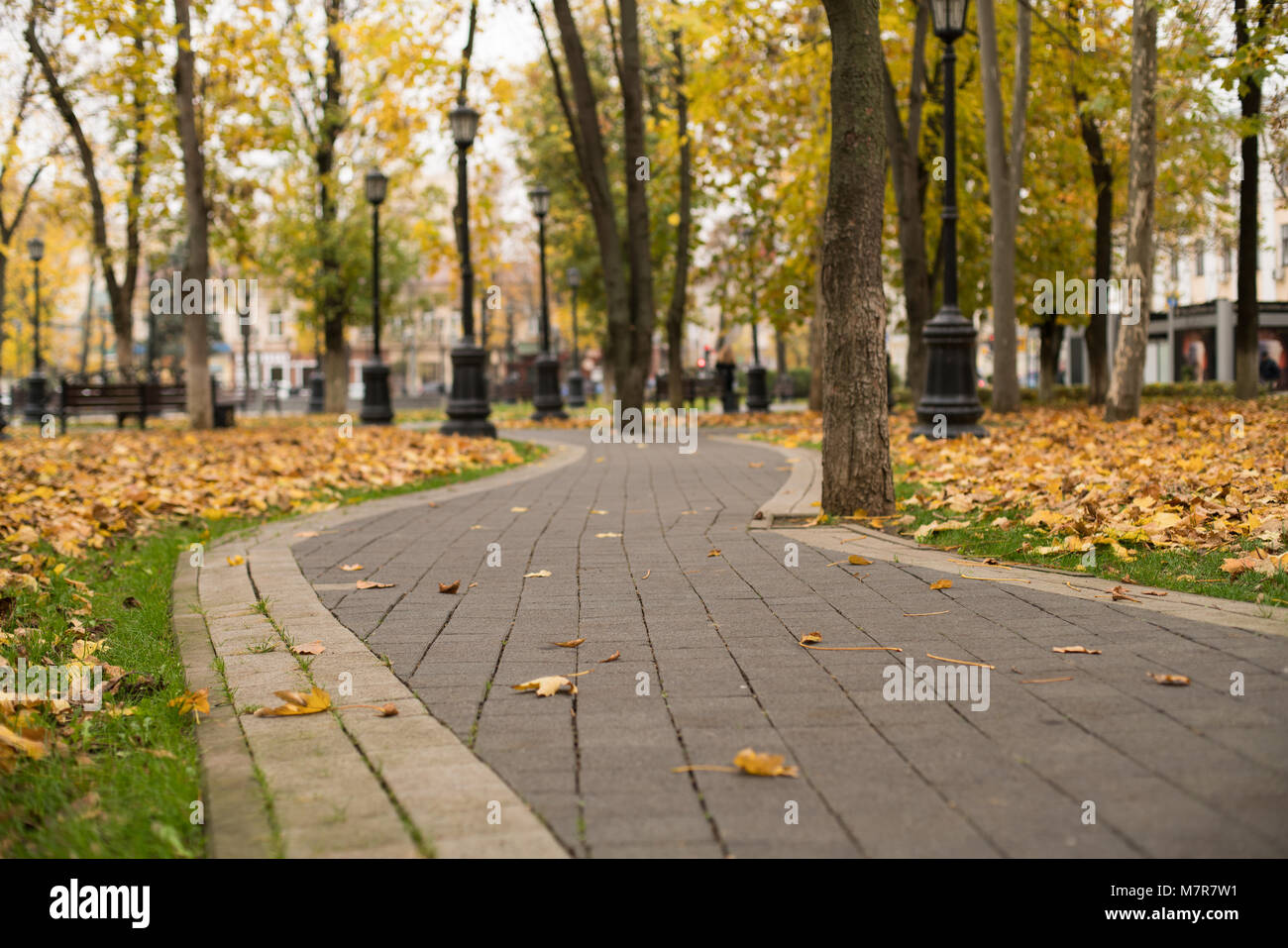 Autumn leaves on the pedestrian passage with trees which disappearing ...