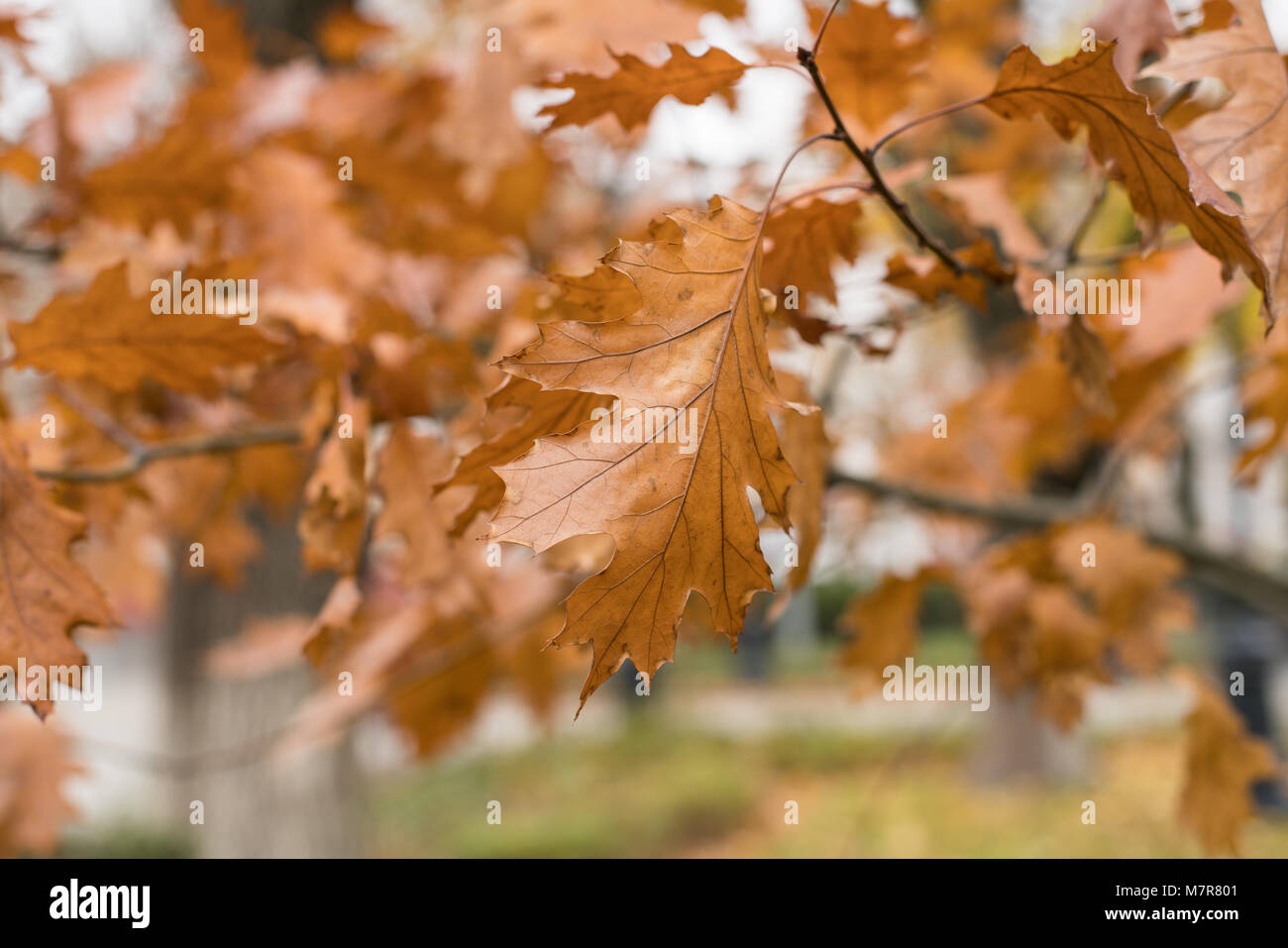Autumn leaves on the pedestrian passage with trees which disappearing ...