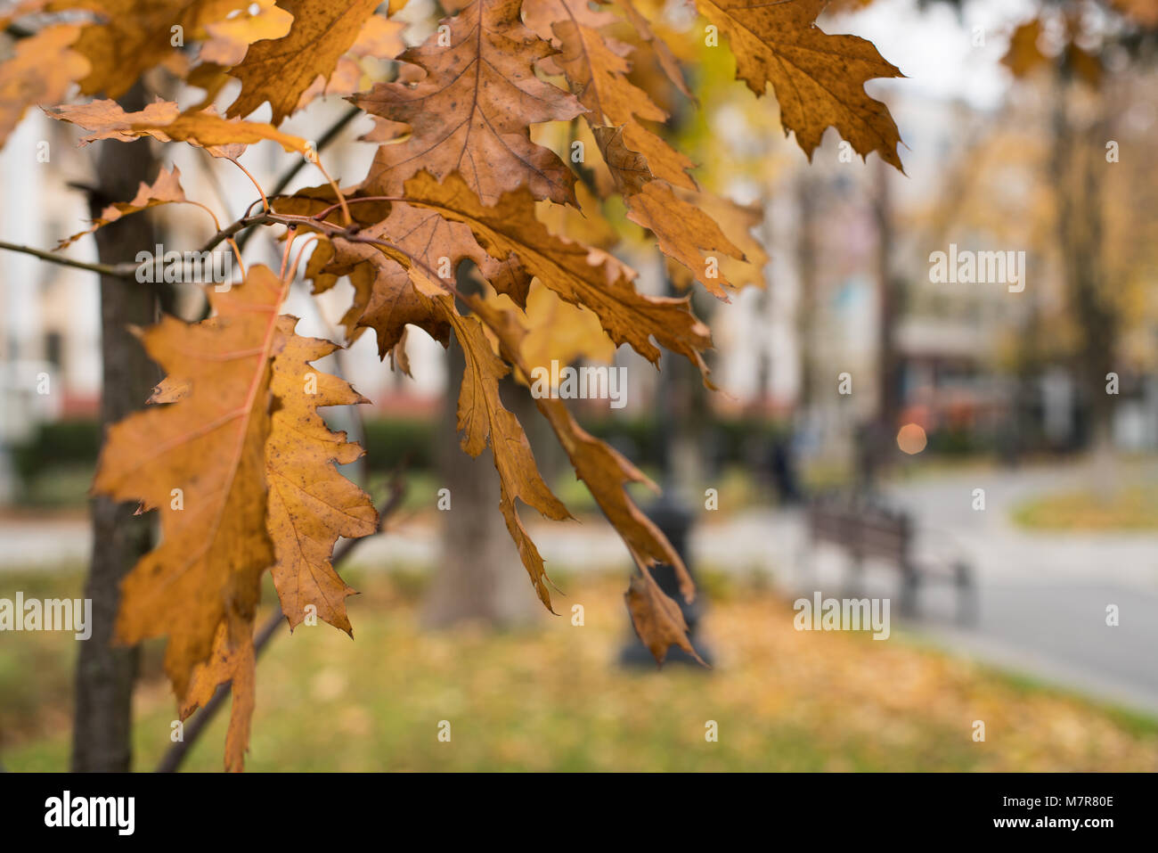 Autumn leaves on the pedestrian passage with trees which disappearing ...