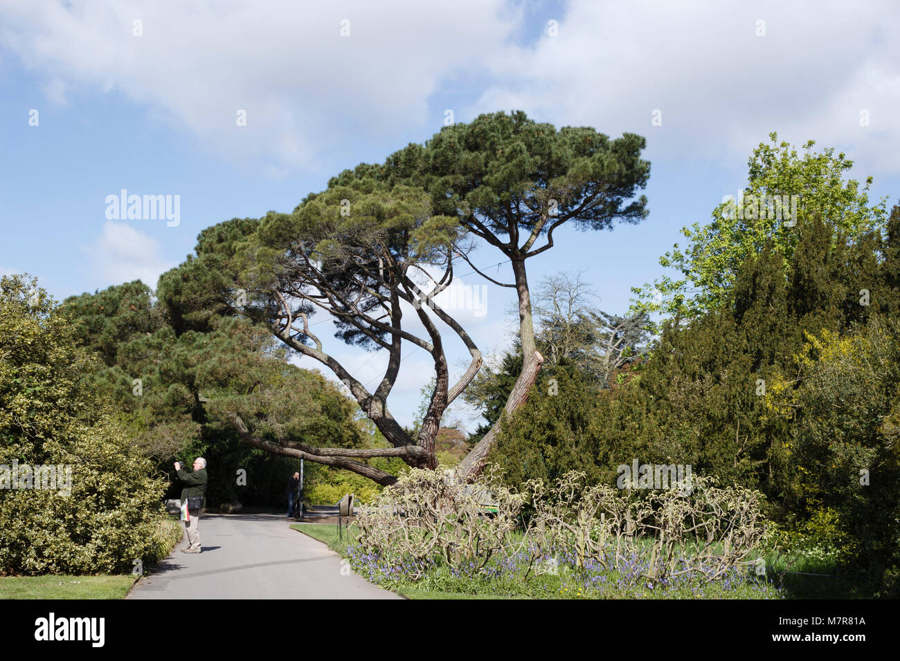 London, UK - April 18, 2014. Trees in the grounds of Kew Botanic ...