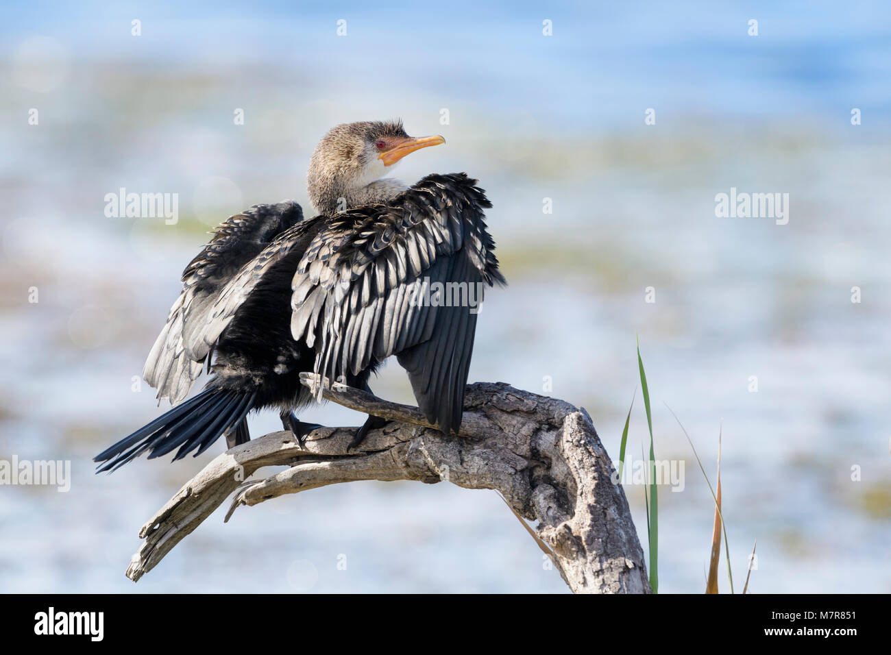 Reed cormorant (Phalacrocorax africanus), sitting on a dead tree and ...