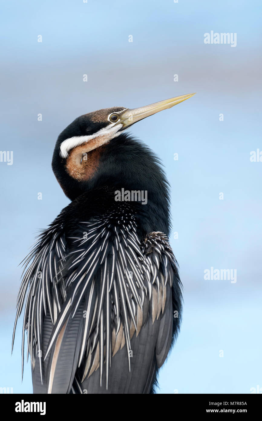 African darter (anhinga rufa) portrait, Wilderness National Park, South ...