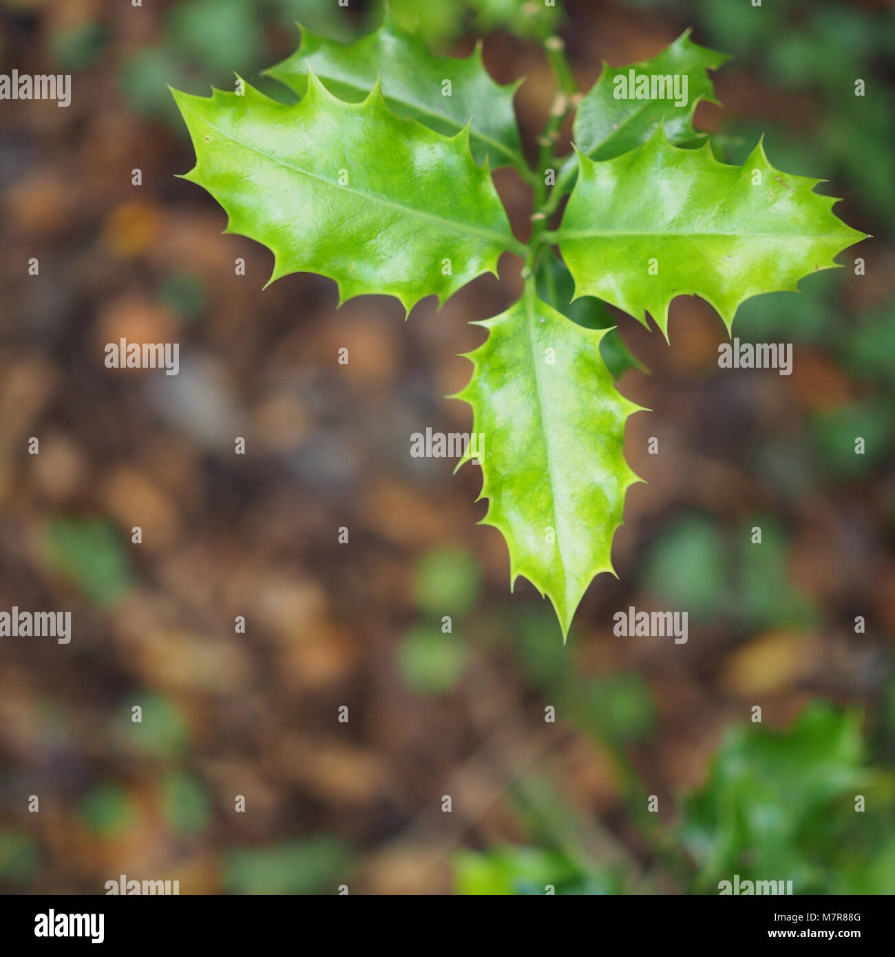 Sprig of holly england hi-res stock photography and images - Alamy