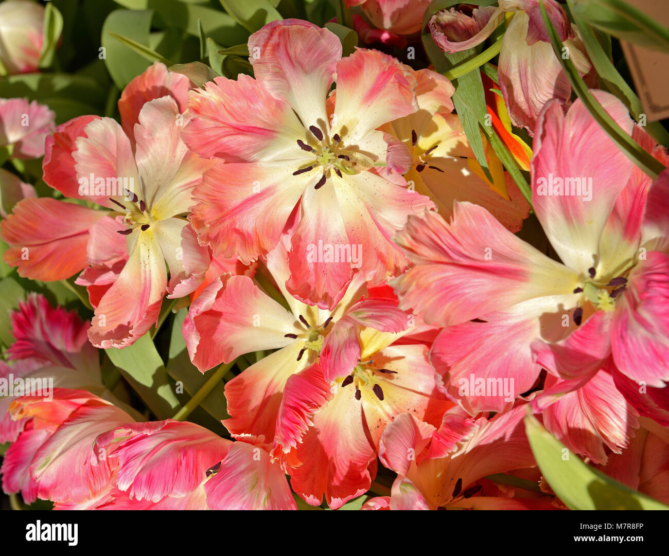 Tulip Lily Flowering Ballade Dream Stock Photo - Alamy