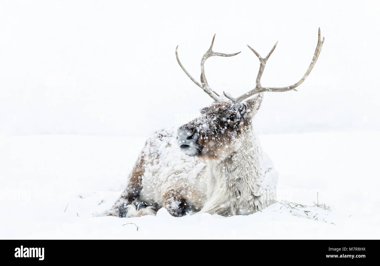 Christmas Reindeer In Snow