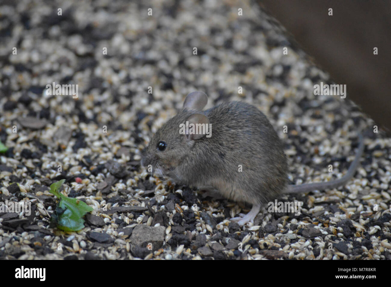 Gray mouse and brown mouse hi-res stock photography and images - Alamy