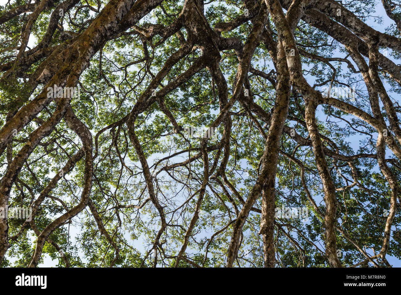 Arch of bush branches hi-res stock photography and images - Alamy