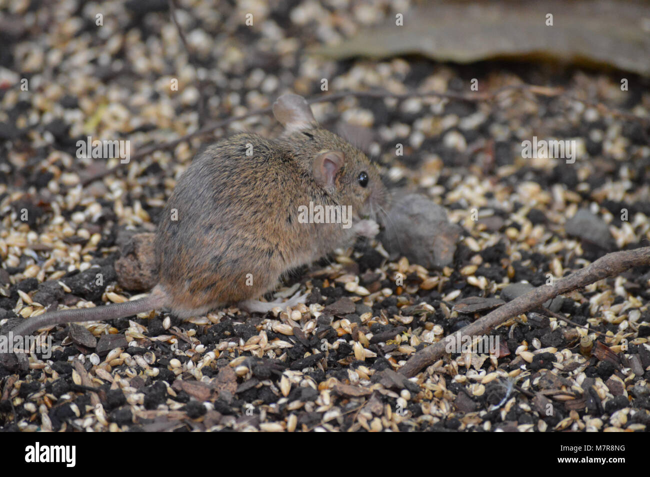 Field mice hi-res stock photography and images - Alamy