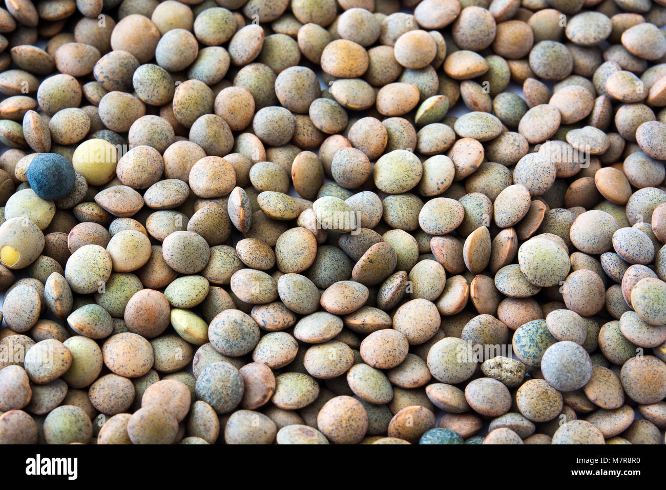 Close up lentils grain background. Top view Stock Photo - Alamy