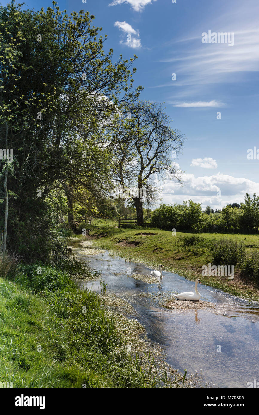 Pair of Swans and their nest on the River Thames near its source at ...