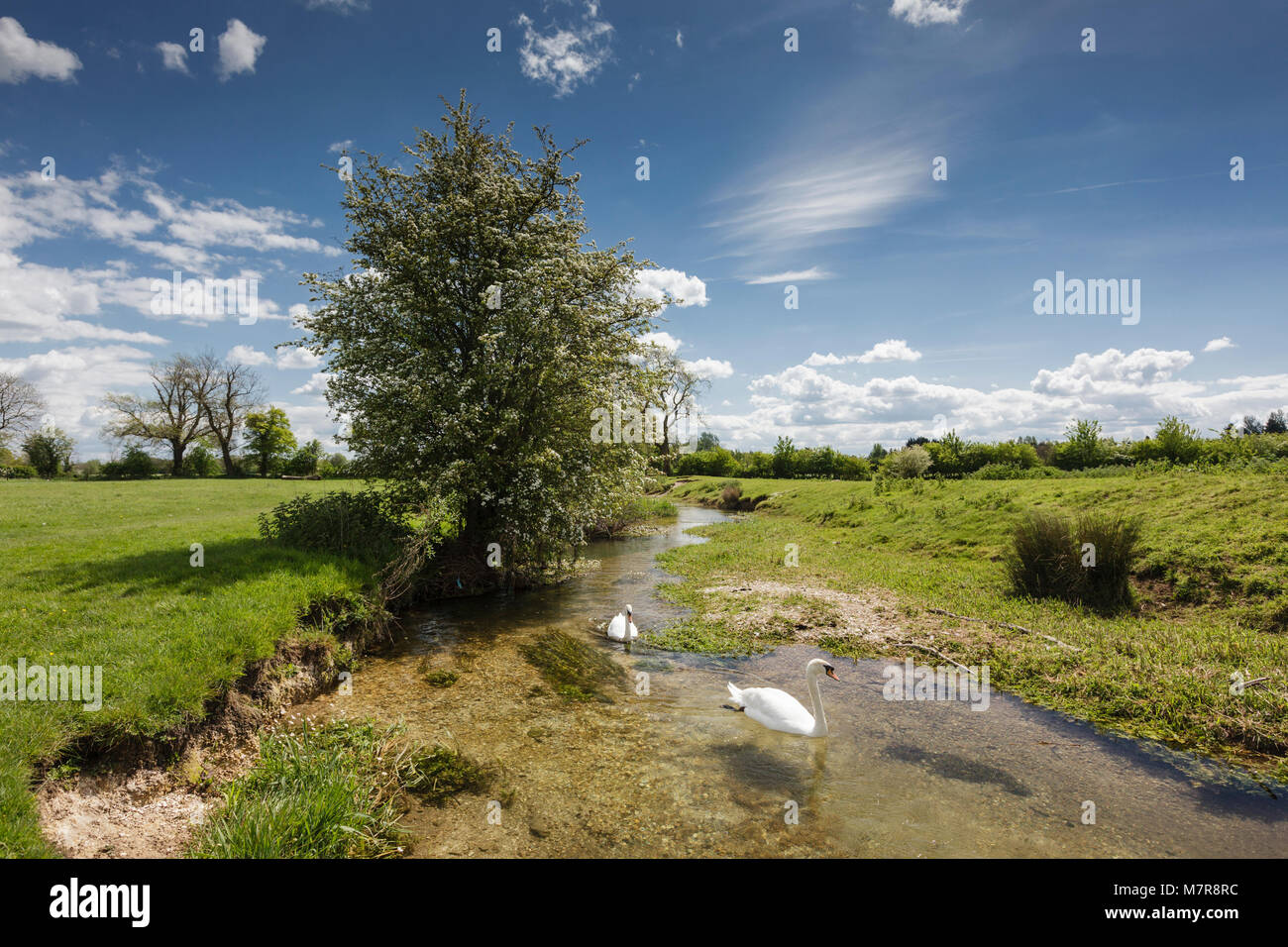 Pair of Swans swimming on the River Thames near its source at Kemble in ...