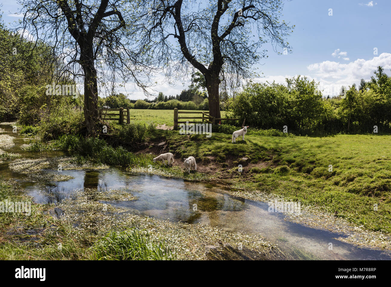Young lambs drinking from the River Thames near its source at Kemble in ...