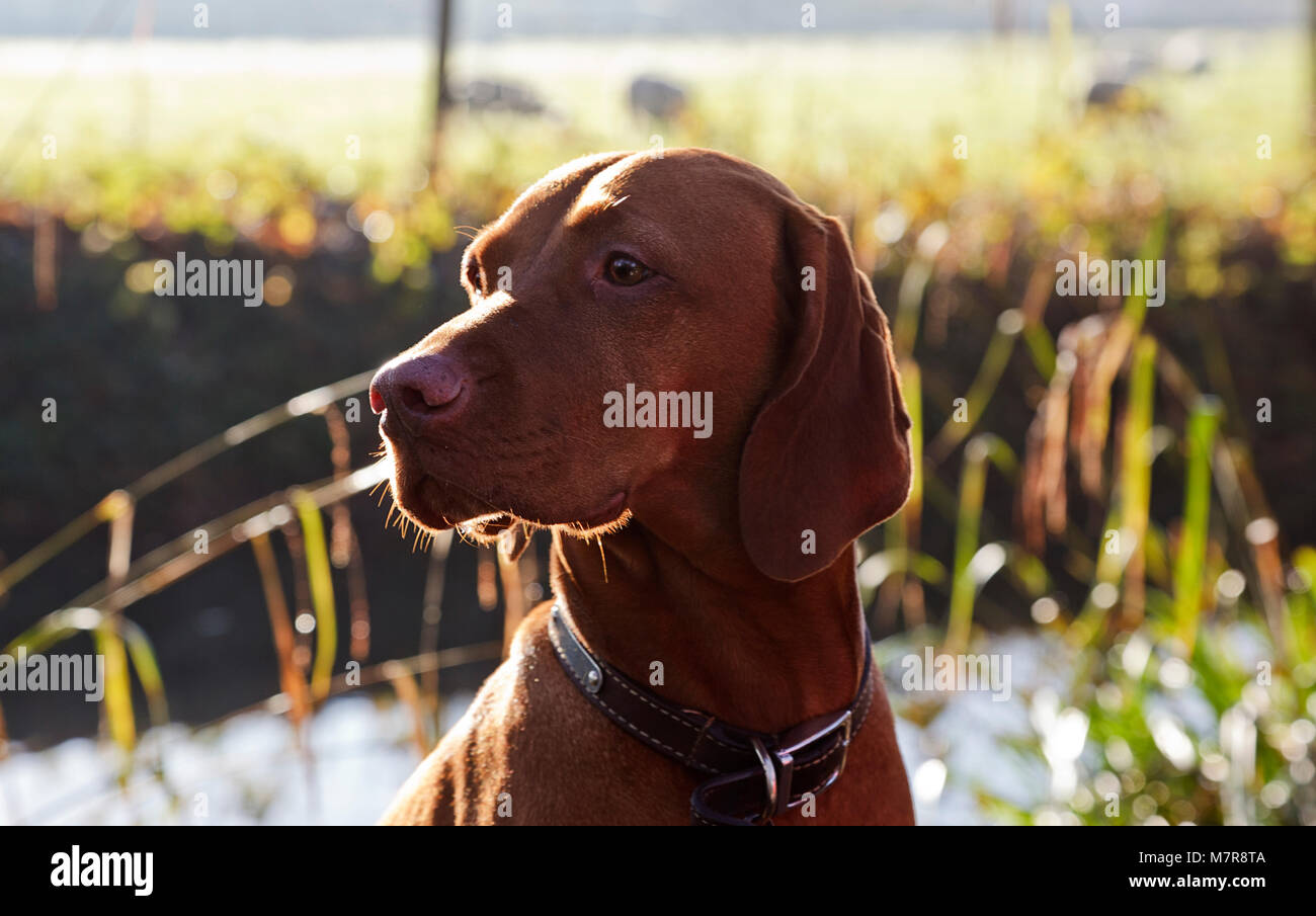 Rhodesian ridgeback nose hi-res stock photography and images - Alamy