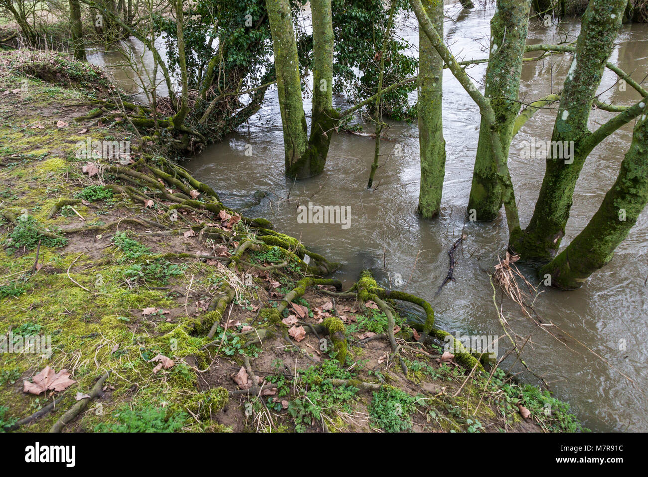 Swollen roots hi-res stock photography and images - Alamy