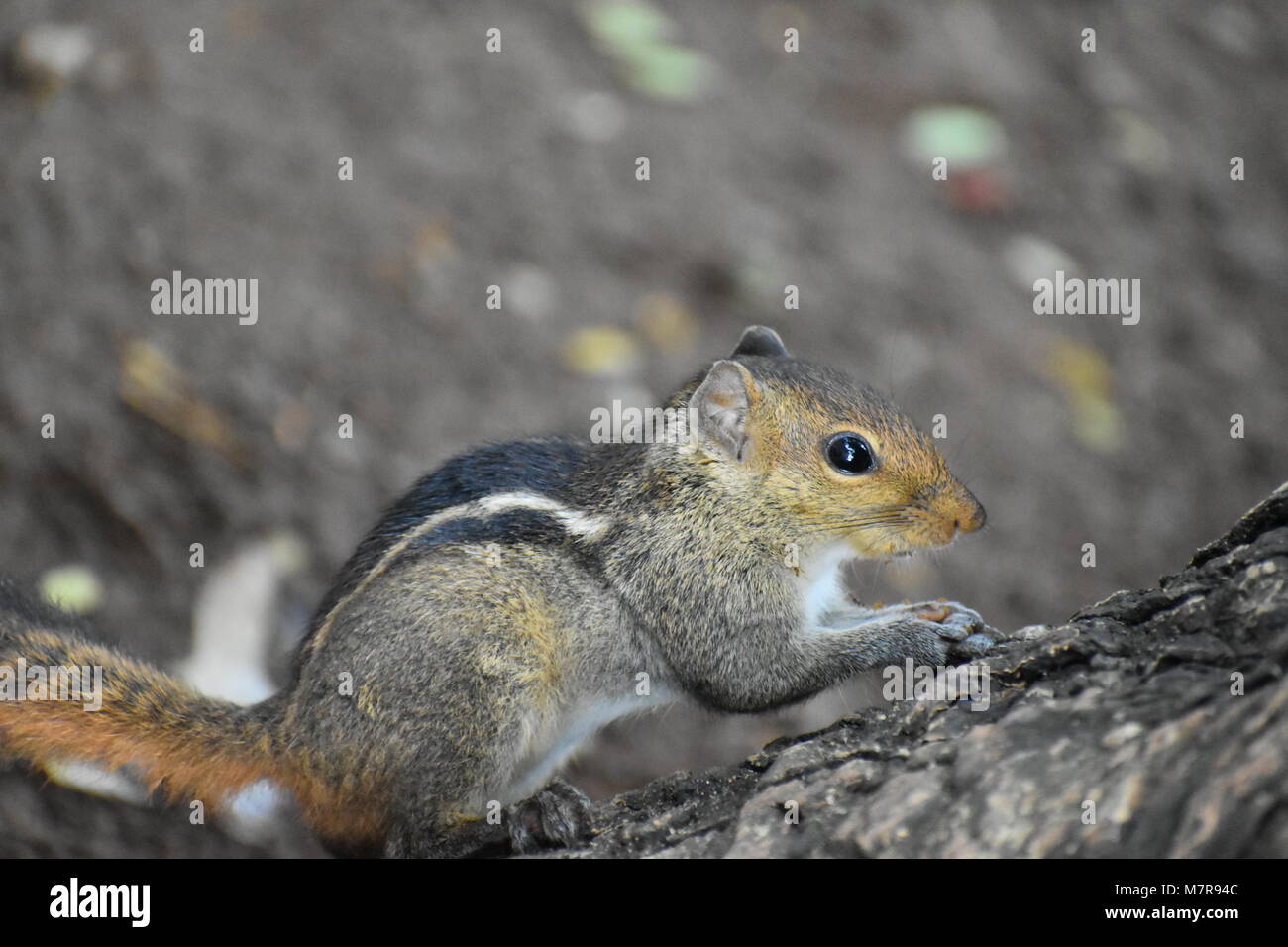 Maram hi-res stock photography and images - Alamy