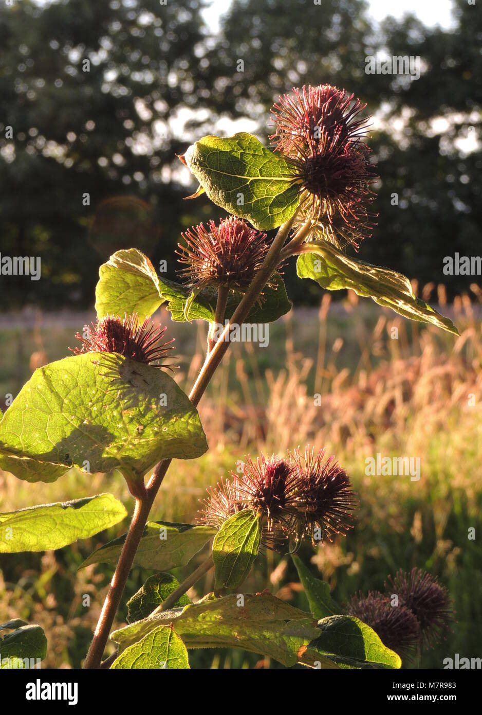 The flowering plant, Lesser Burdock (Arctium minus Stock Photo - Alamy