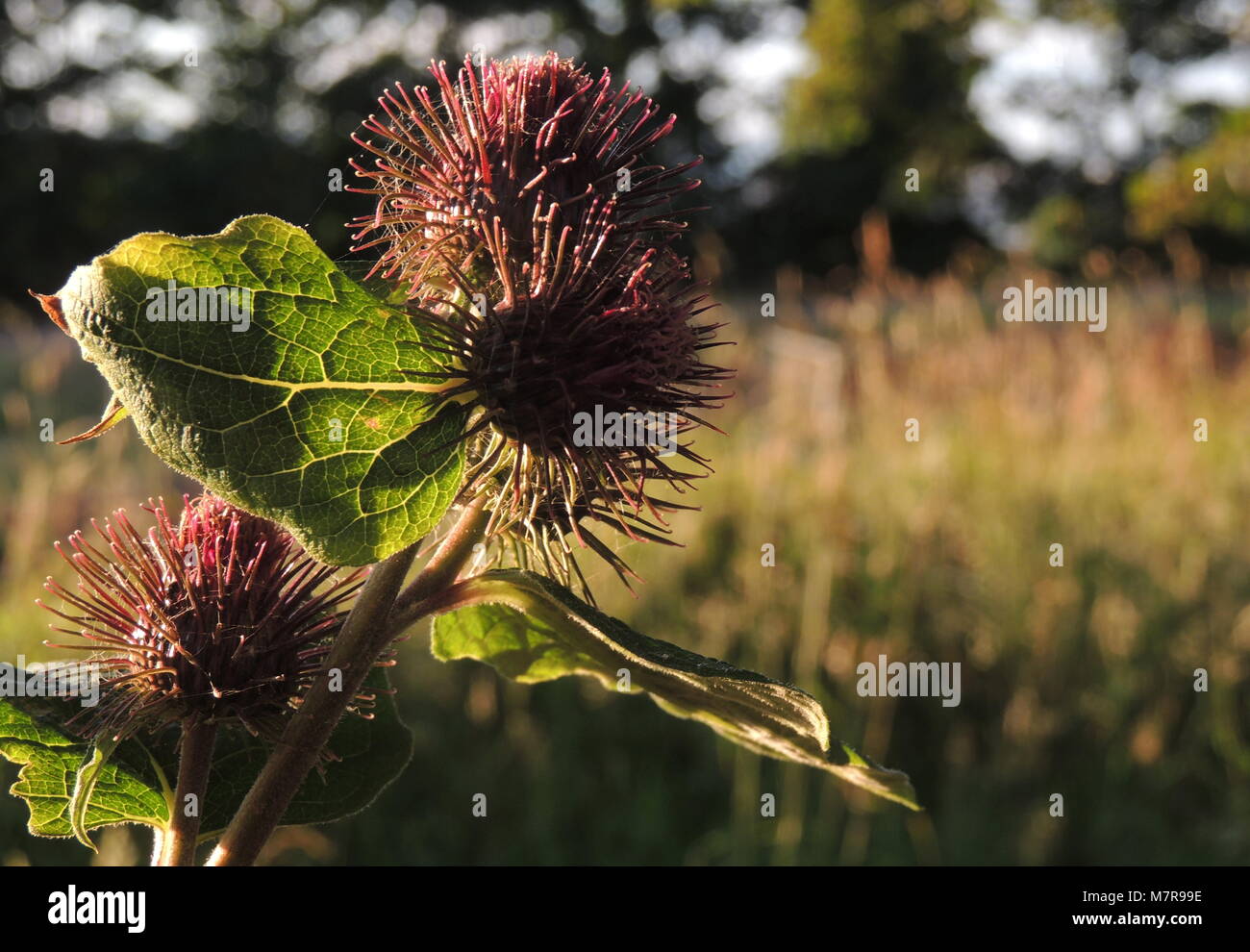 The flowering plant, Lesser Burdock (Arctium minus Stock Photo - Alamy