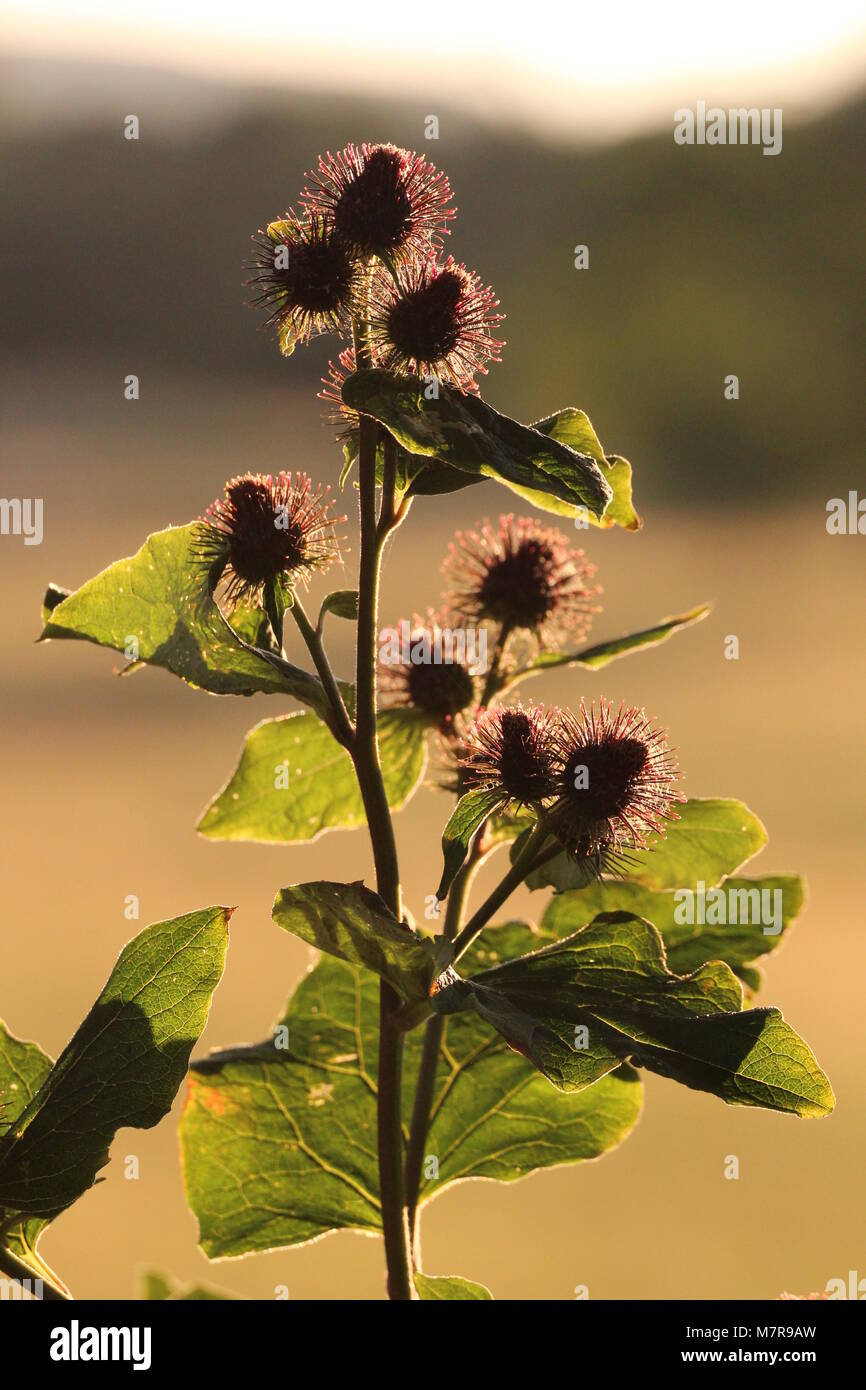 The flowering plant, Lesser Burdock (Arctium minus Stock Photo - Alamy