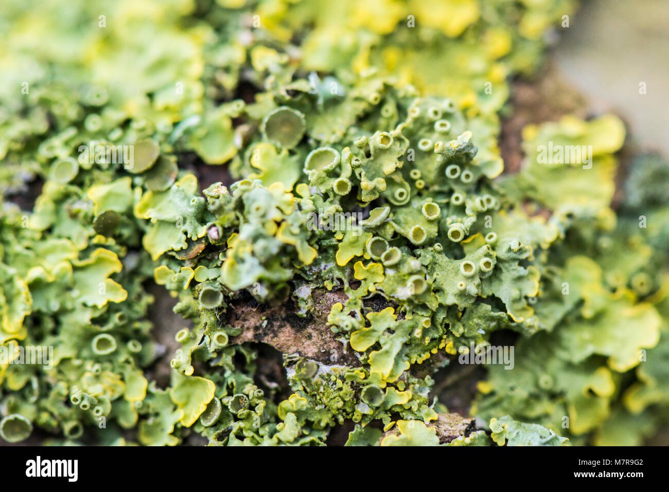 Foliose Lichen Green High Resolution Stock Photography and Images - Alamy