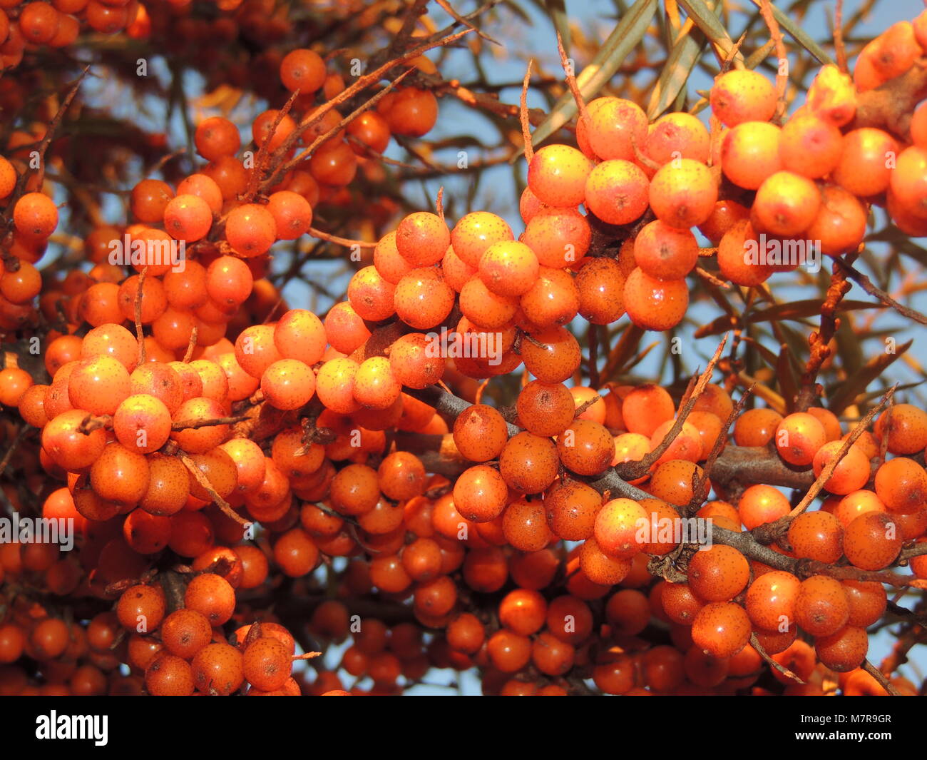 Scrub plant life hi-res stock photography and images - Alamy