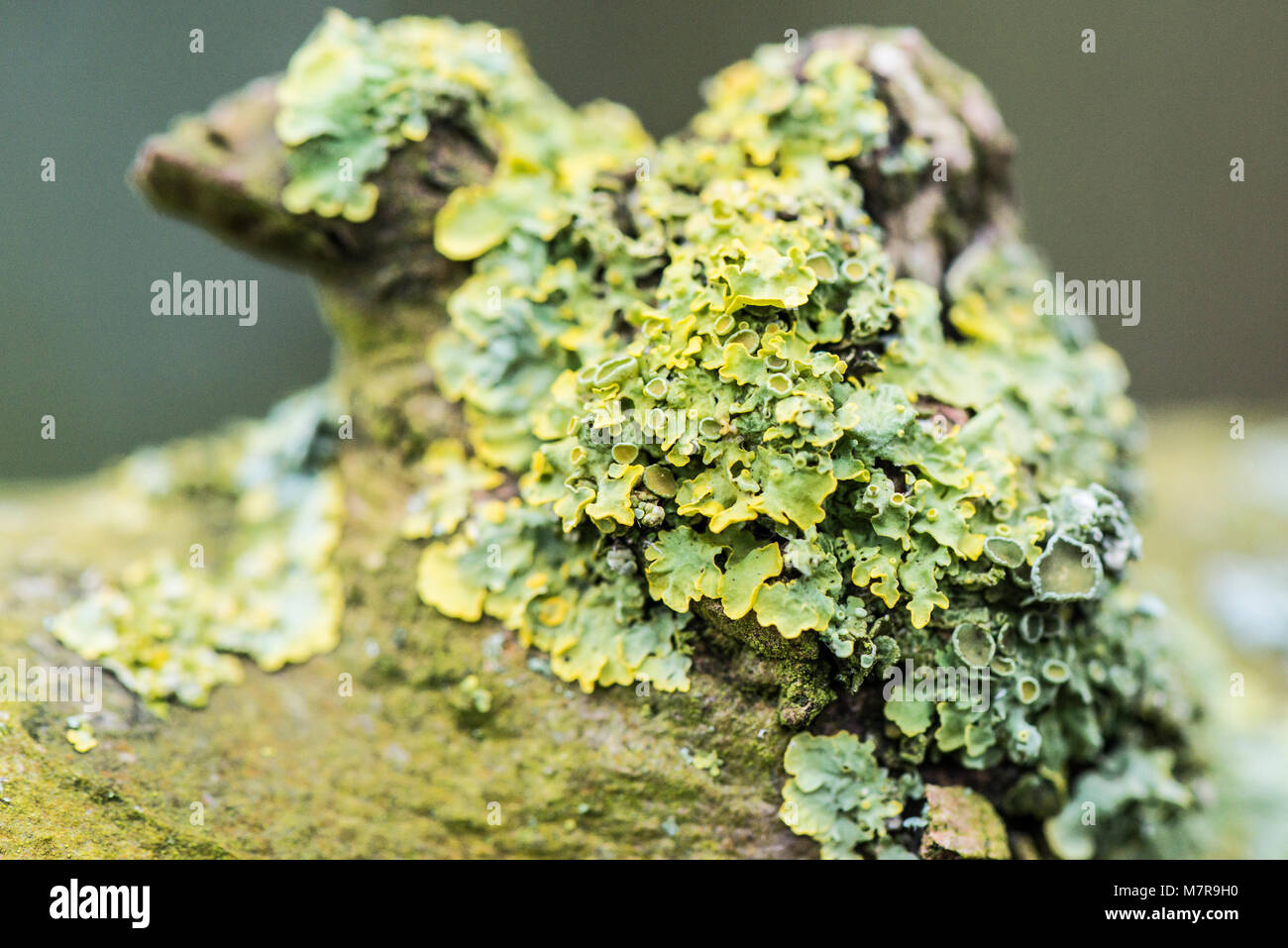 A close up of foliose lichen growing on the branch of a tree Stock ...