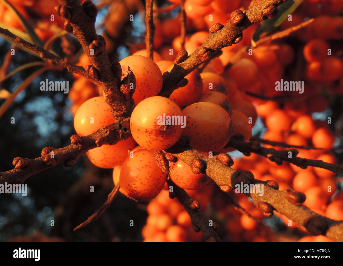 Scrub plant life hi-res stock photography and images - Alamy