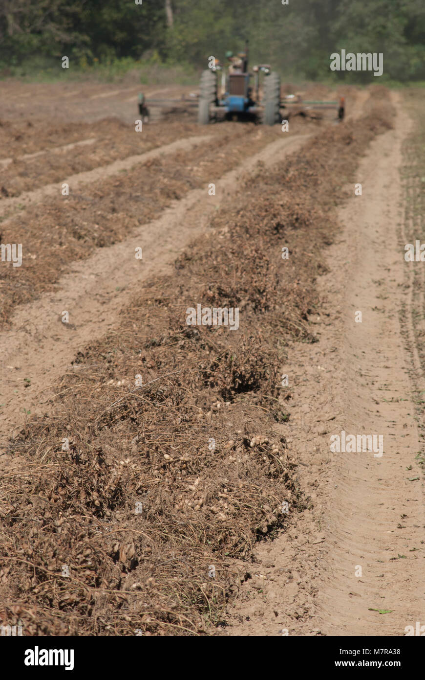 Peanut farming hi-res stock photography and images - Alamy