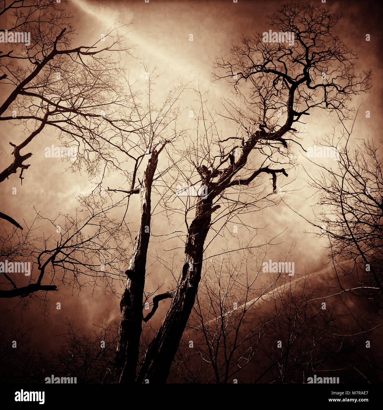 Tree in Inwood park, Bronx Stock Photo - Alamy