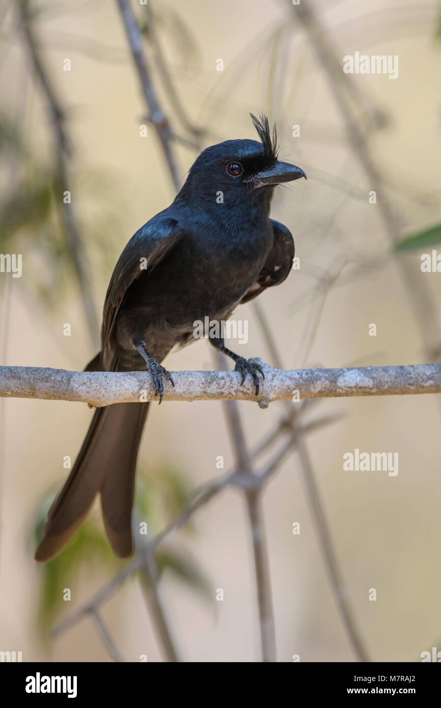 Crested Drongo - Dicrurus forficatus, beautiful black crested bird ...
